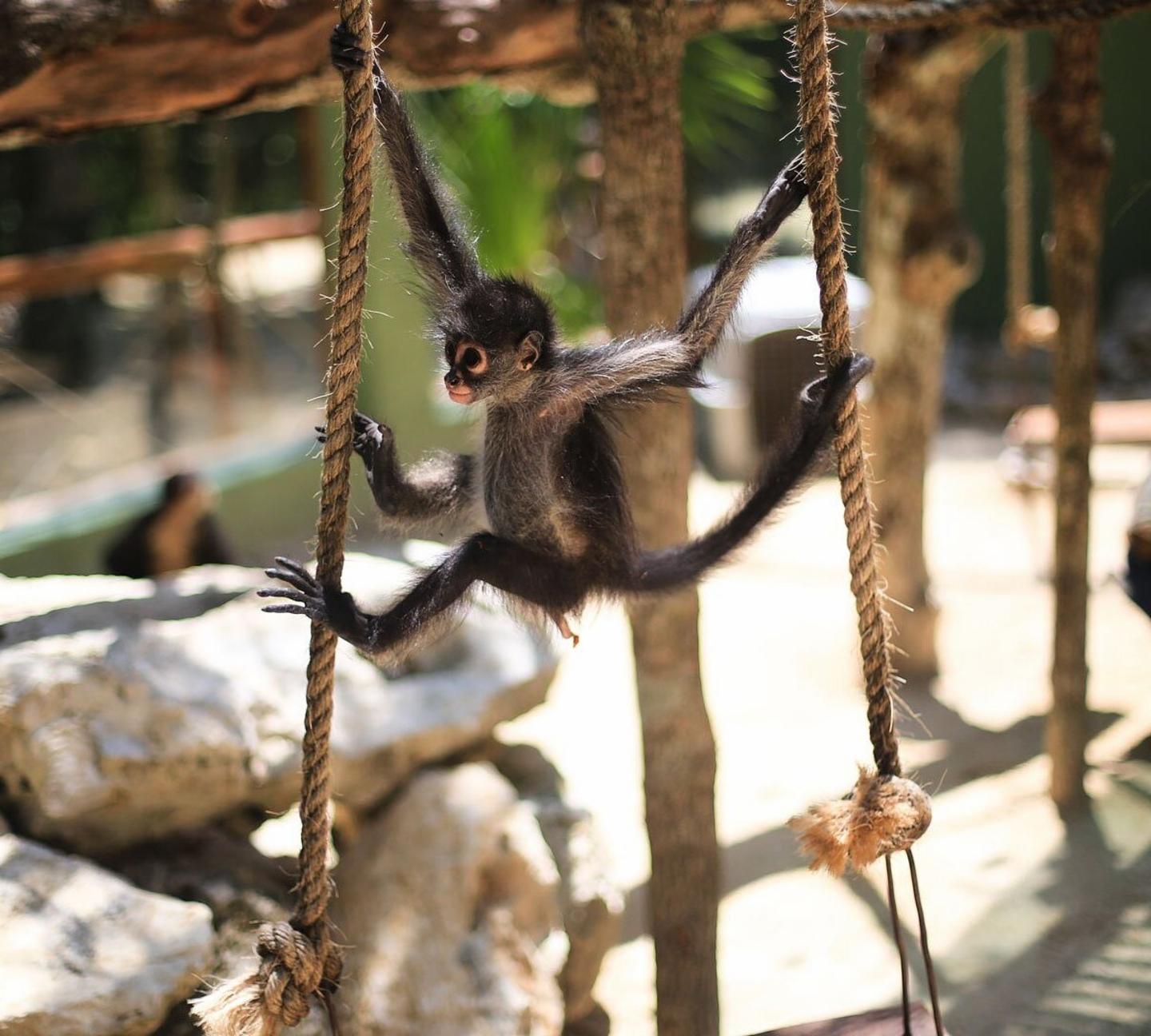 AKUMAL MONKEY SANCTUARY TOUR - Tropical Elite Experiences